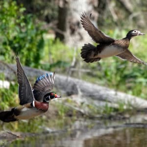 38 Must-See Water Birds in Texas (ID + Pics) - Pond Informer