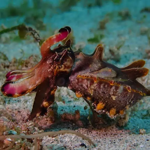 Are There Any Freshwater Cuttlefish? - Pond Informer