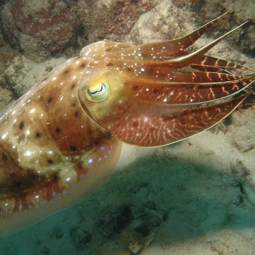 Are There Any Freshwater Cuttlefish? - Pond Informer