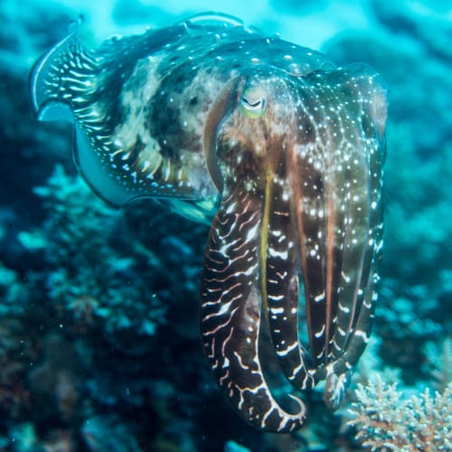 Are There Any Freshwater Cuttlefish? - Pond Informer