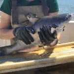 Freshwater Fish Species in Indiana (ID + Pics) - Pond Informer