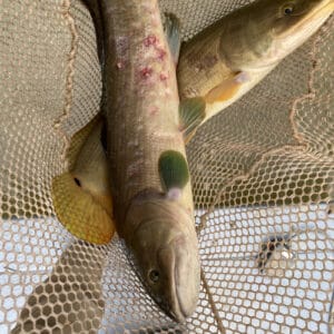 Freshwater Fish Species in Indiana (ID + Pics) - Pond Informer
