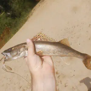 Freshwater Fish Species in Indiana (ID + Pics) - Pond Informer