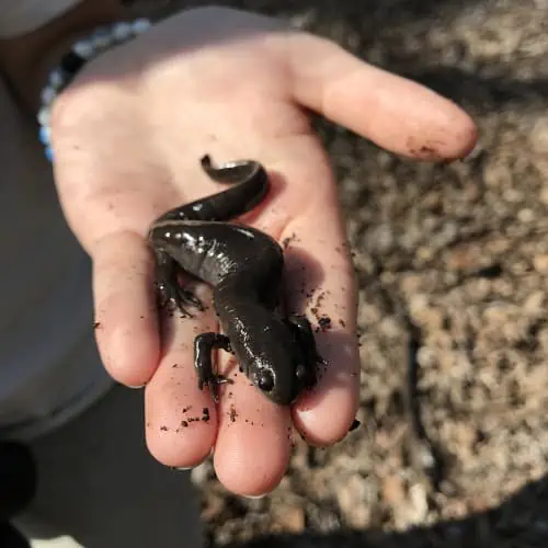 10 Salamander Species in Kansas (ID + Pictures) - Pond Informer