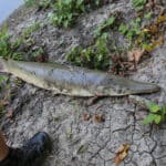 30 Fish Species in Lake Strom Thurmond - Pond Informer