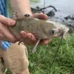 30 Fish Species in Lake Strom Thurmond - Pond Informer