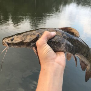 30 Fish Species in Lake Strom Thurmond - Pond Informer