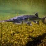 30 Fish Species in Lake Strom Thurmond - Pond Informer