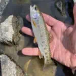 30 Fish Species in Lake Strom Thurmond - Pond Informer