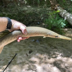 30 Fish Species in Lake Strom Thurmond - Pond Informer