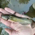 30 Fish Species in Lake Strom Thurmond - Pond Informer