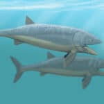 Top 15 Largest Fish to Ever Exist (Extinct & Living) - Pond Informer