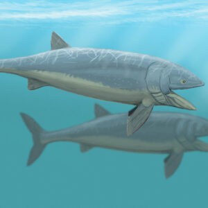 Top 15 Largest Fish to Ever Exist (Extinct & Living) - Pond Informer