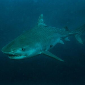 Top 15 Largest Fish to Ever Exist (Extinct & Living) - Pond Informer