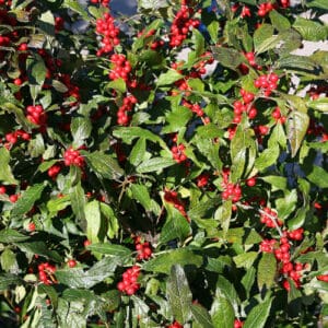 10 Native Shrubs for Pennsylvania Gardens - Pond Informer