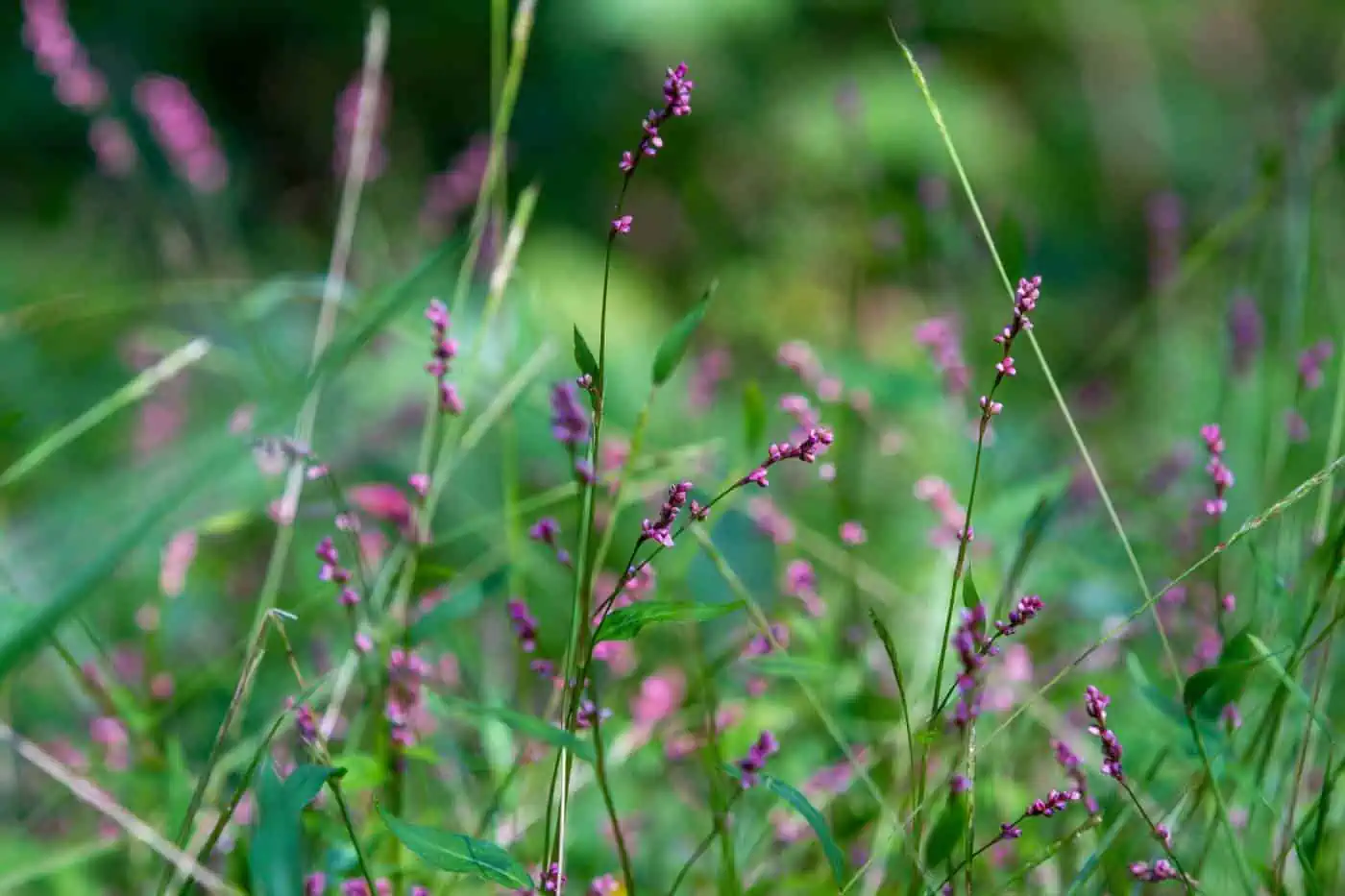 How to Plant & Grow Pennsylvania Smartweed (Persicaria pensylvanica ...