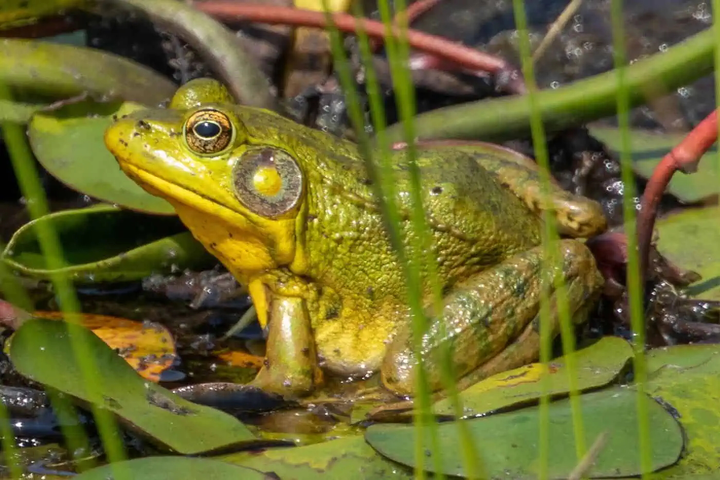 Are Frogs Smart? (Frog Intelligence Explained) - Pond Informer