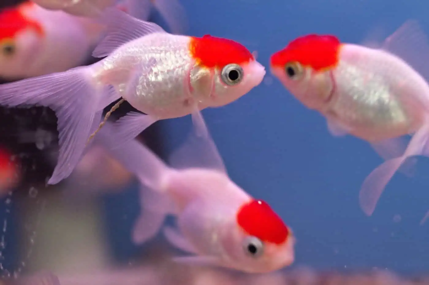 Are Goldfish Social Fish? (Explained) - Pond Informer