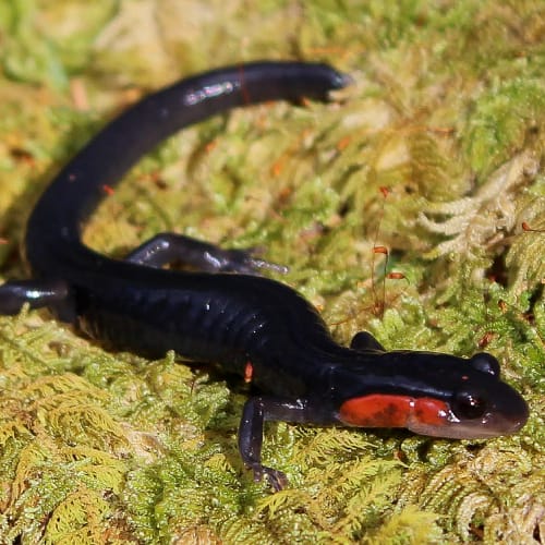 Are Salamanders and Newts Smart? (Explained) - Pond Informer