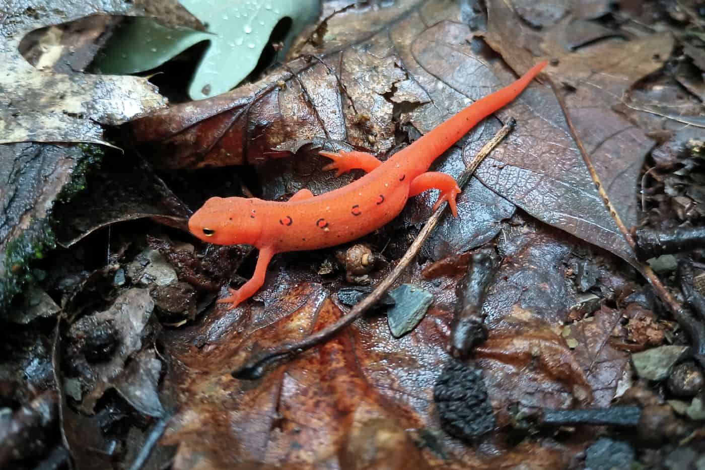 Are Salamanders Social? (Explained)