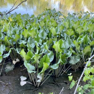 How to Plant & Grow Common Spatterdock (Nuphar advena) - Pond Informer