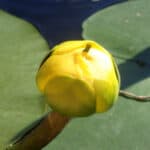 How to Plant & Grow Common Spatterdock (Nuphar advena) - Pond Informer