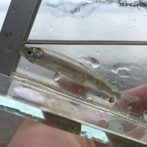 Facts & Guide to Emerald Shiner (Notropis atherinoides) - Pond Informer