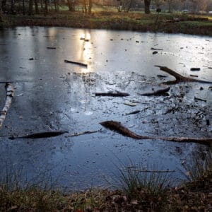 What Happens to Fish When a Pond Freezes? - Pond Informer
