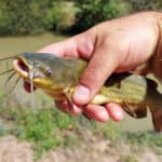Freshwater Fish Species in Iowa (ID + Pics) - Pond Informer