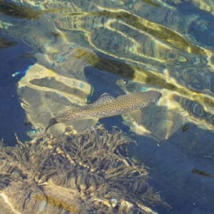 Freshwater Fish Species in Iowa (ID + Pics) - Pond Informer