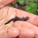 26 Salamander Species in Kentucky (ID + Pictures) - Pond Informer