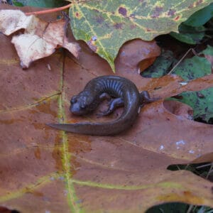 26 Salamander Species in Kentucky (ID + Pictures) - Pond Informer