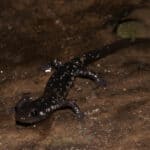 26 Salamander Species in Kentucky (ID + Pictures) - Pond Informer