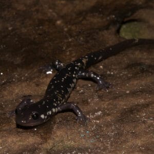 26 Salamander Species in Kentucky (ID + Pictures) - Pond Informer