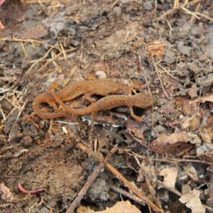 26 Salamander Species in Kentucky (ID + Pictures) - Pond Informer