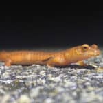 26 Salamander Species in Kentucky (ID + Pictures) - Pond Informer