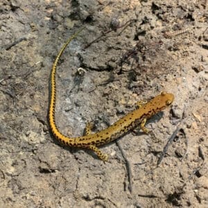 26 Salamander Species in Kentucky (ID + Pictures) - Pond Informer