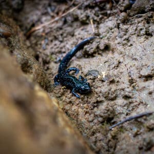 26 Salamander Species in Kentucky (ID + Pictures) - Pond Informer