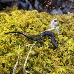 26 Salamander Species in Kentucky (ID + Pictures) - Pond Informer