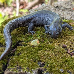 26 Salamander Species in Kentucky (ID + Pictures) - Pond Informer