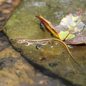 26 Salamander Species in Kentucky (ID + Pictures) - Pond Informer