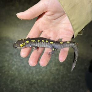 26 Salamander Species in Kentucky (ID + Pictures) - Pond Informer