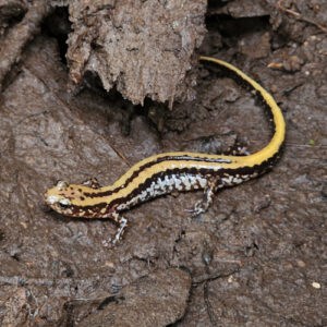 26 Salamander Species in Kentucky (ID + Pictures) - Pond Informer