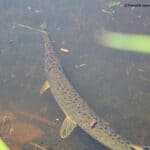 Facts & Guide to Longnose Gar (Lepisosteus osseus) - Pond Informer
