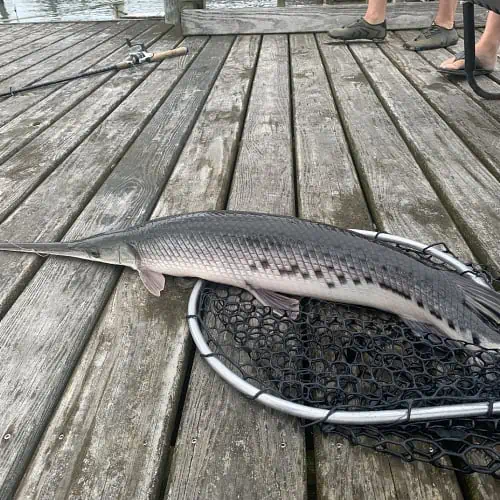 Facts & Guide to Longnose Gar (Lepisosteus osseus) - Pond Informer
