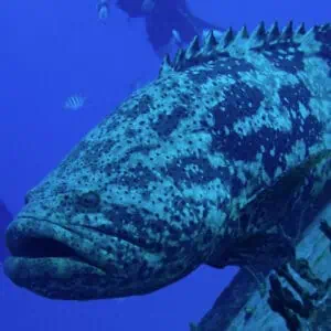 15 Most Dangerous Fish in the World - Pond Informer