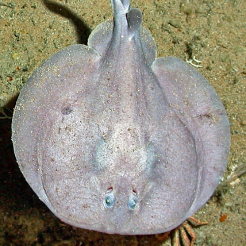 15 Most Dangerous Fish in the World - Pond Informer