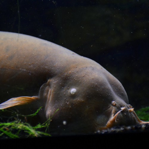 15 Most Dangerous Fish in the World - Pond Informer