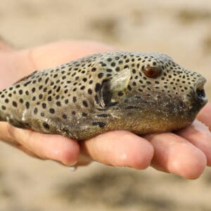 15 Most Dangerous Fish in the World - Pond Informer