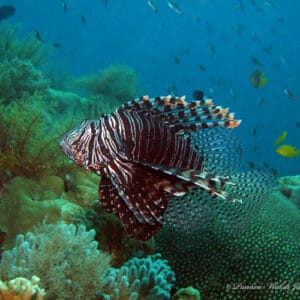 15 Most Dangerous Fish in the World - Pond Informer